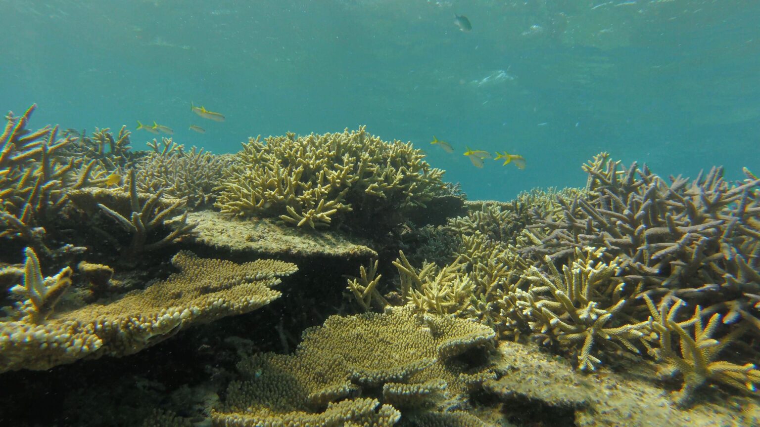 JAPAN’S GREAT CORAL BARRIER REEF IS IN OKINAWA PERFECTURE – Life Beyond ...